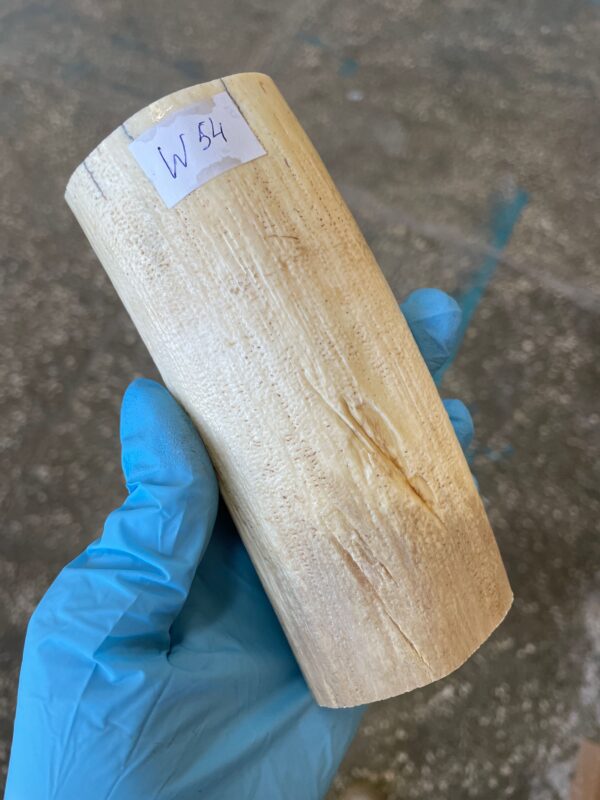 Natural Walrus Tusk Block for Scrimshaw & Knife Handle Carving ...
